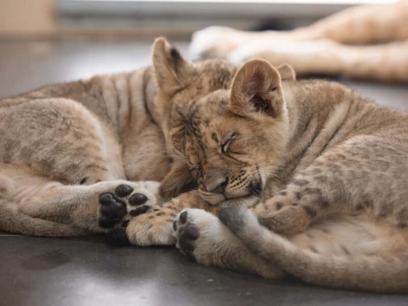 Phoenix Zoo Admission Ticket - Practical Details: What to Expect During Your Visit