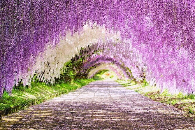 Photogenic Kawachi Wisteria Garden Day Private Tour from Fukuoka - Key Points