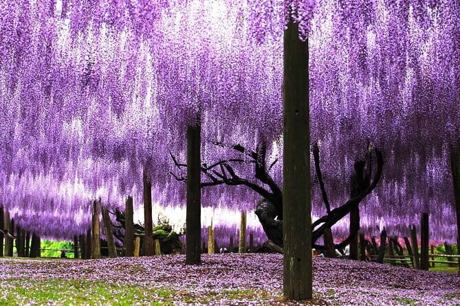 Photogenic Kawachi Wisteria Garden Day Private Tour from Fukuoka - A Full Breakdown: What to Expect from This Tour