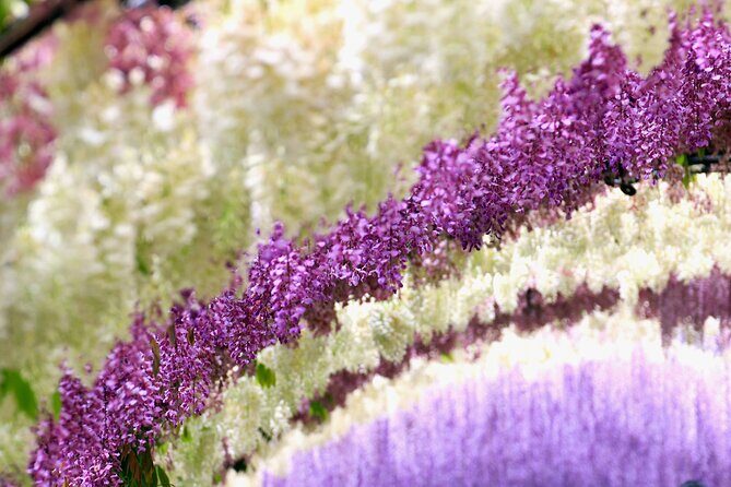Photogenic Kawachi Wisterias Garden Day Bus Tour from Fukuoka - Why This Tour Works for You