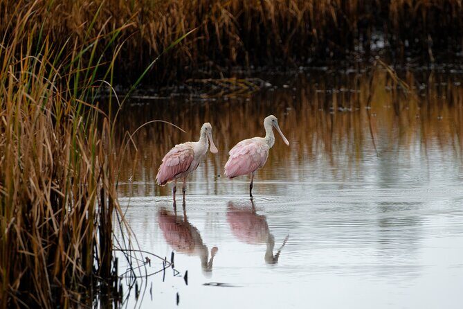 Photograph low country wildlife with a professional photographer - Who Will Love This Experience?