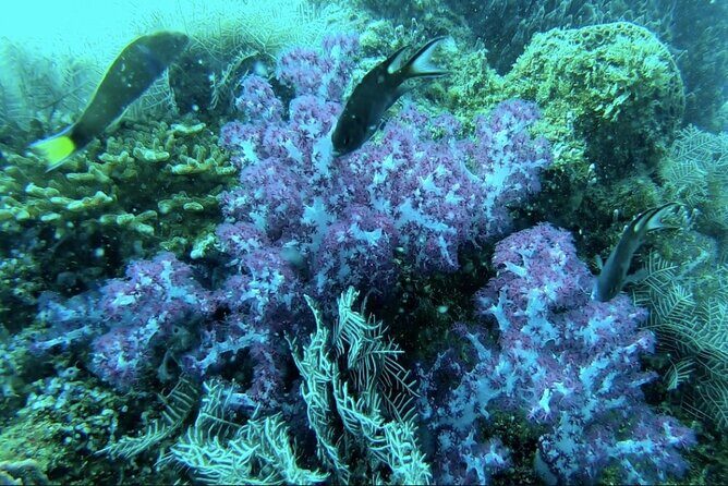 Phu Quoc 1Day Tour Diving with pro guide - FAQs