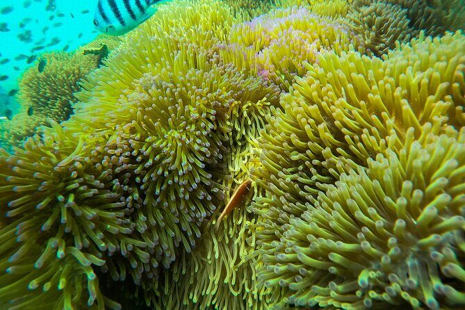 Phu Quoc 3 Island Snorkeling Adventure by Boat - Who’s This Tour Best For?