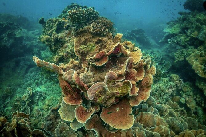 Phu Quoc Coral Reef Diving 1Day Tour - What Do Travelers Say?