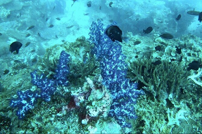 Phu Quoc Coral Reef Diving 1Day Tour - The Sum Up