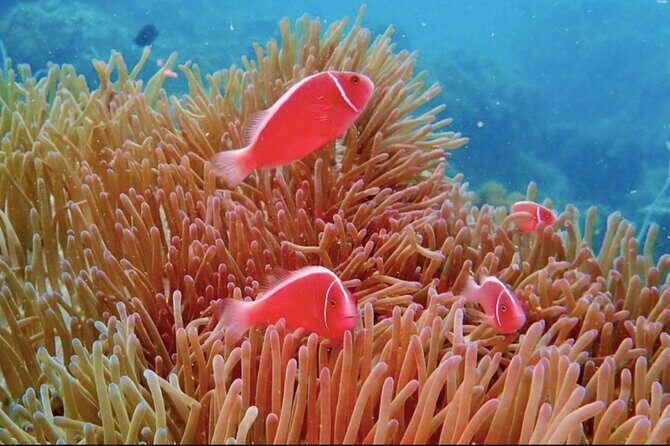 Phu Quoc Coral Reef Diving 1Day Tour - FAQ