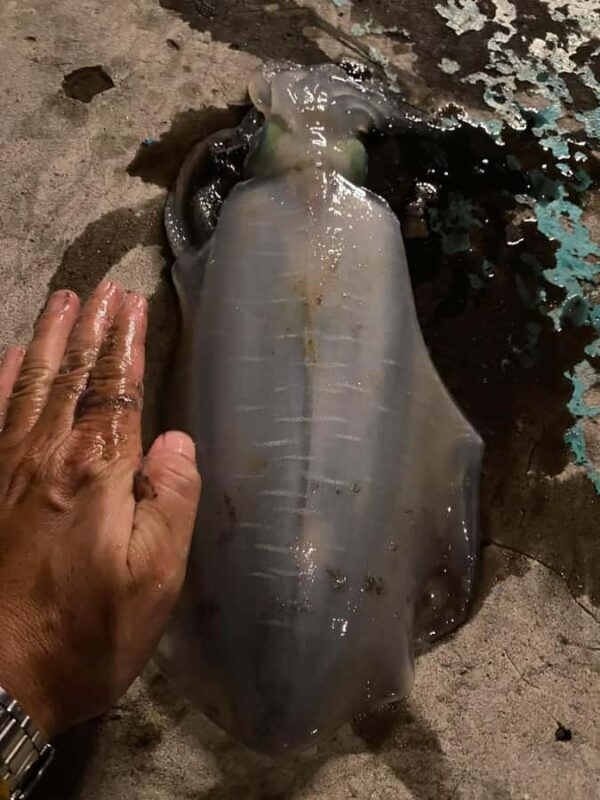 Phu Quoc Island Sunset Dinner Cruise Tour With Squid Fishing - Key Points