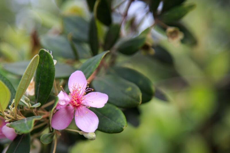 Phu Quoc Land 1: Southern Tour & Sao Beach - The Itinerary in Depth