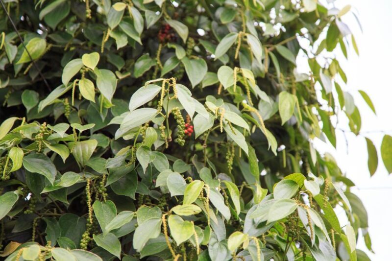 Phu Quoc Land 1: Southern Tour & Sao Beach - Final Thoughts