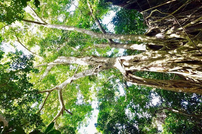 Phu Quoc Private Trekking Tour - A Closer Look at the Phu Quoc Private Trekking Tour