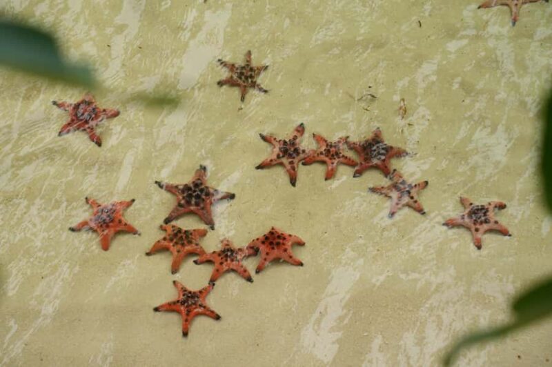 Phu Quoc: Rach Vem Starfish Kingdom & Cooking Experience - Discovering Rach Vem: The Heart of the Tour