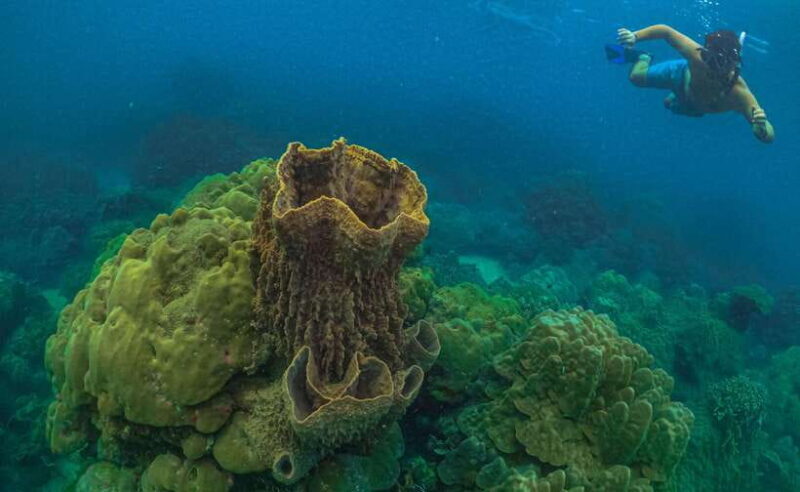 Phu Quoc : Scuba Diving and Parasailing at Roi Island - An Authentic Marine Adventure in Phu Quoc