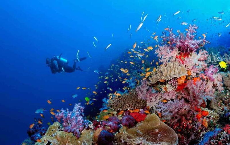 Phu Quoc : Scuba Diving and Parasailing at Roi Island - Who Is This Tour Best For?