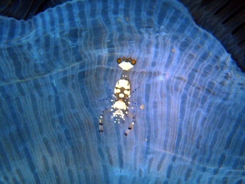 Phu Quoc: Scuba Diving Experience for All Levels - Frequently Asked Questions
