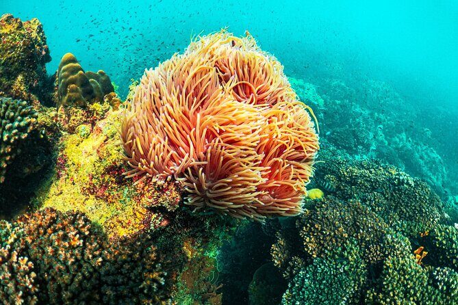 Phu Quoc Snorkeling 3 Islands by Boat Full Day Tour - The Realities: Weighing the Pros and Cons