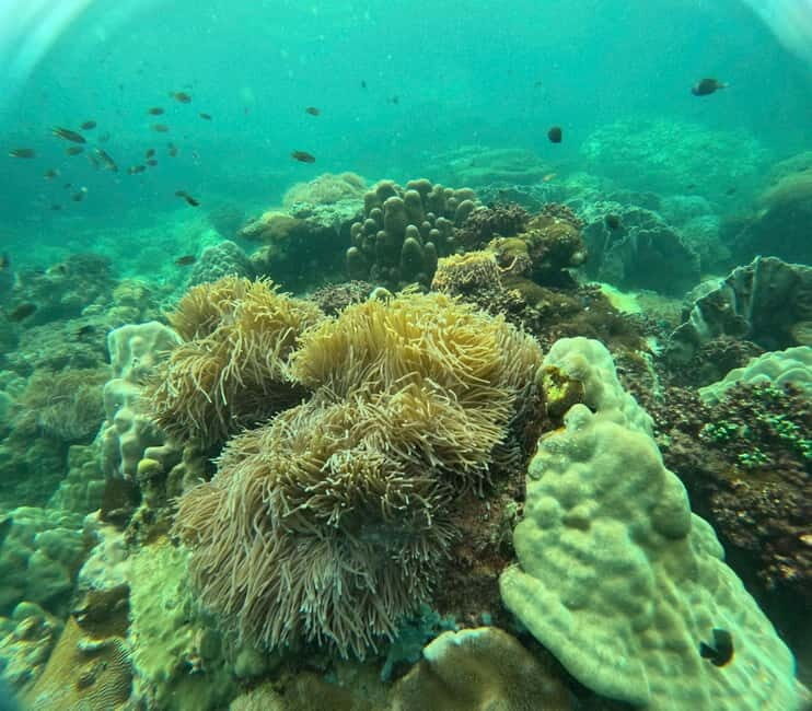 Phu Quoc: Snorkeling and Island Hopping by Speedboat & Lunch - The Snorkeling Experience: Pros and Cons
