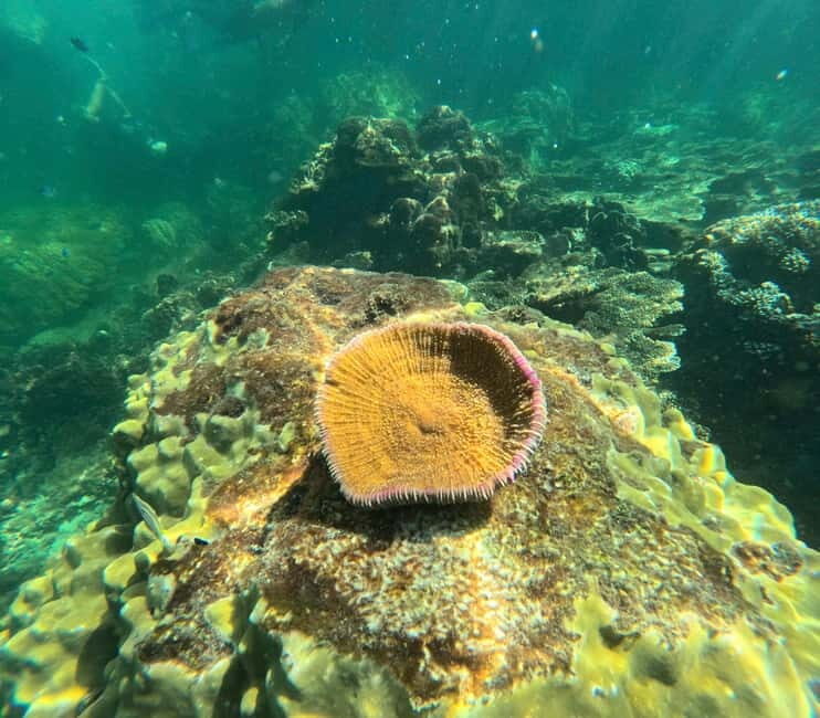 Phu Quoc: Snorkeling and Island Hopping by Speedboat & Lunch - Experiences from Reviews: Balancing Praise and Caution
