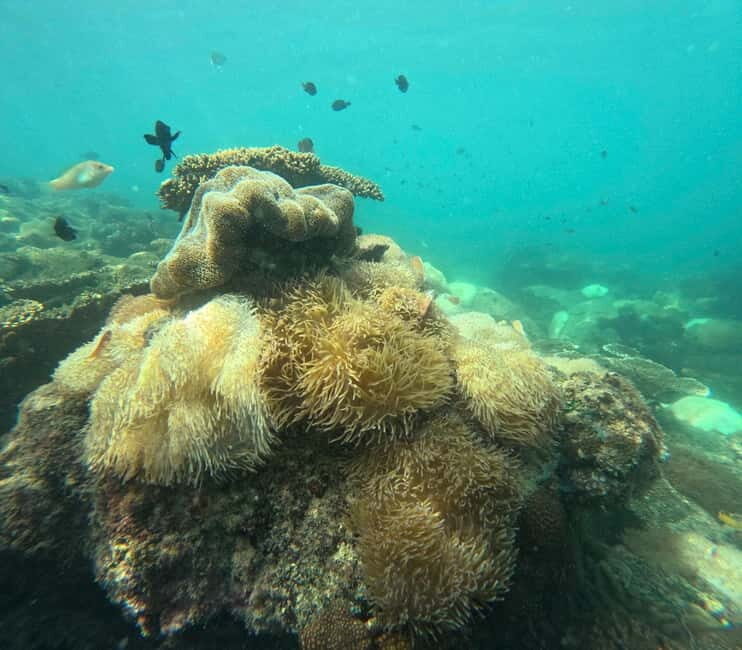 Phu Quoc: Snorkeling and Island Hopping by Speedboat & Lunch - Who Is This Tour Best For?