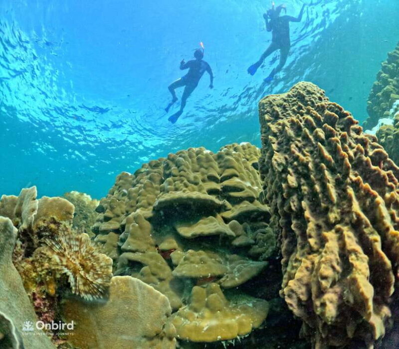 Phu Quoc: Speed Boat Tour 4 Islands - 2 Reefs Snorkeling - Return & Final Reflections