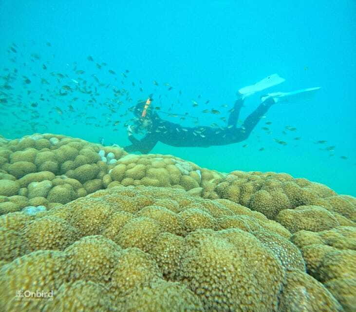 Phu Quoc: Speed Boat Tour 4 Islands - 2 Reefs Snorkeling - FAQ