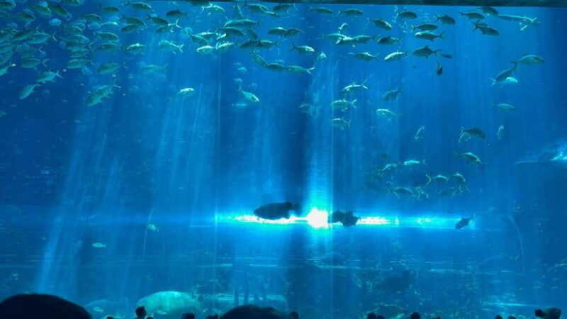 Phu Quoc VinWonders Theme Park And Safari Wildlife Tour - FAQs