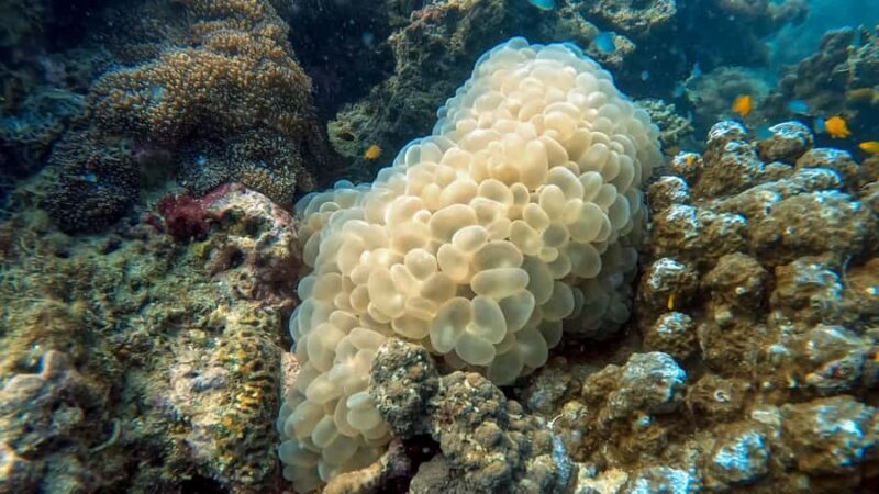 Phuket: 3 Day PADI Open Water Scuba Course with Boat Trip - Frequently Asked Questions