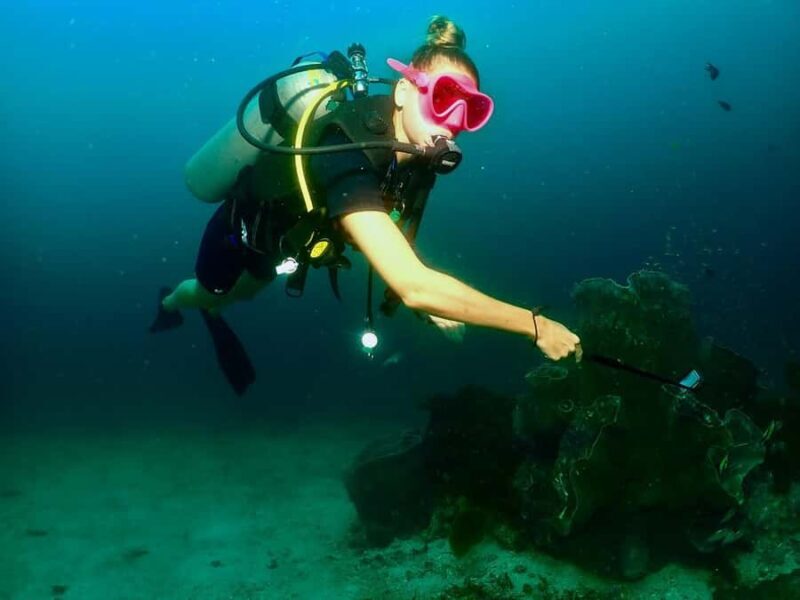 Phuket: 3 Dive Koh Phi Phi/Shark Point Scuba Diving Day Trip - FAQ