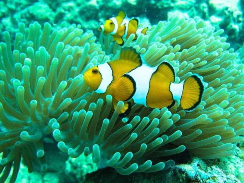 Phuket: 3 Khai Islands Snorkeling and Relaxation Tour - Exploring the 3 Khai Islands Snorkeling and Relaxation Tour in Phuket