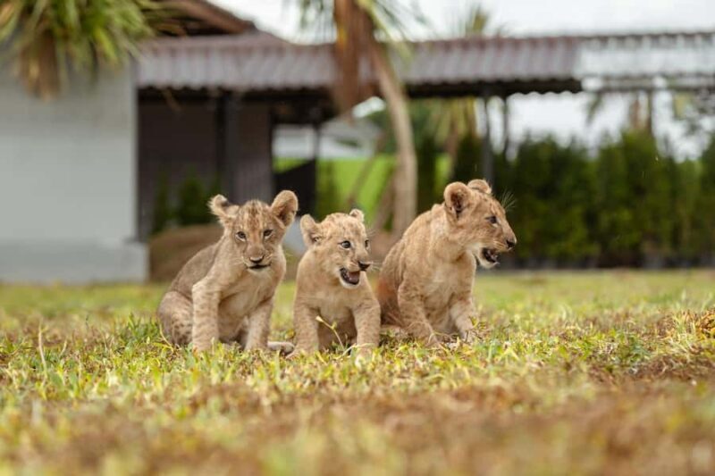 Phuket Big Buddha city tour + Lion Land with tour guide(ENG) - FAQ