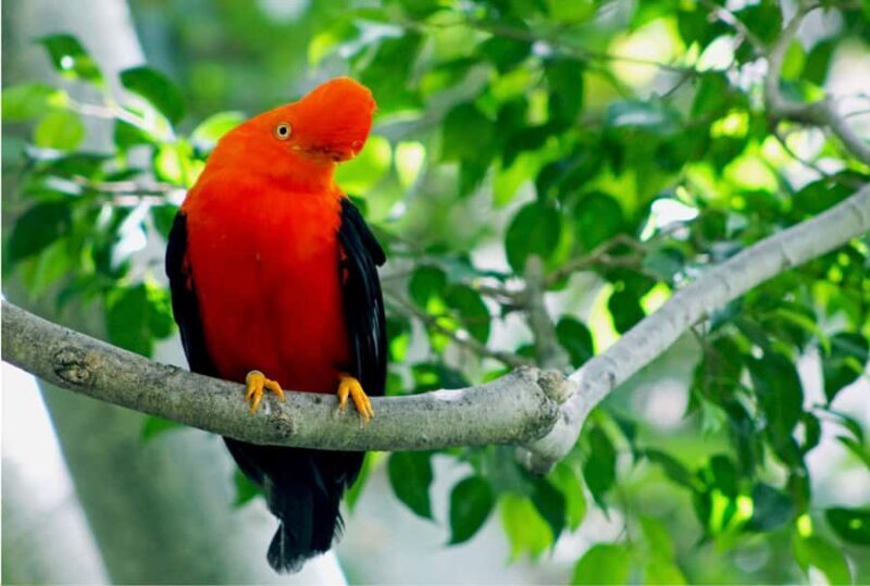 Phuket: Bird Park, Elephant Feeding, ATV Ride & City Tour - Experiences You Might Not Expect