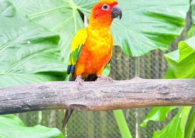 Phuket: Bird Park, Elephant Feeding, ATV Ride & City Tour - Who Will Love This Tour?