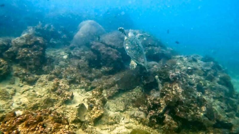 Phuket: Coral Reef Scuba Diving Experience at Pristine Beach - An In-Depth Look at the Phuket Coral Reef Experience