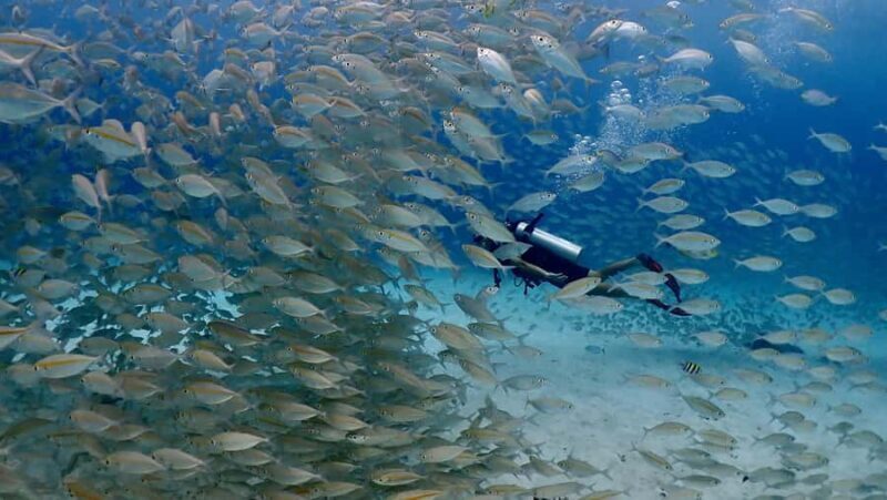 Phuket: Discover Scuba Diving to Racha Yai Island - What You Can Expect from the Phuket Discover Scuba Tour