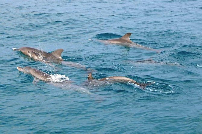 Phuket Dolphin Quest: Racha & Maiton Island Expedition - An Overview of the Racha & Maiton Island Trip