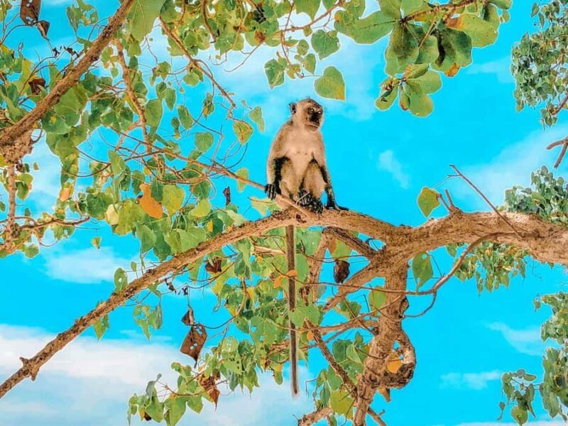 Phuket: Early Speedboat to Phi Phi, Bamboo, Snorkel & Lunch - Lunch on Bamboo Island