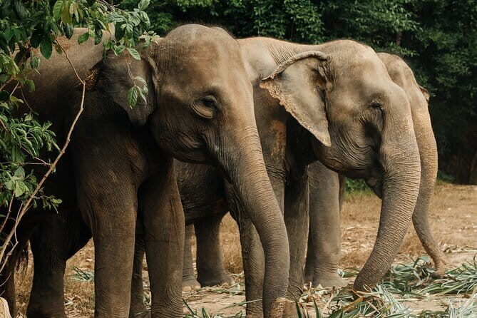 Phuket Eco Friendly Beach Horse Riding Experience - FAQs