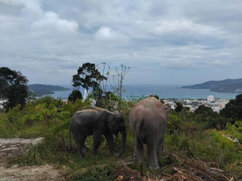 Phuket: Eco Guided Tour at Elephant Sanctuary - The Herbal Vitamin Ball Workshop