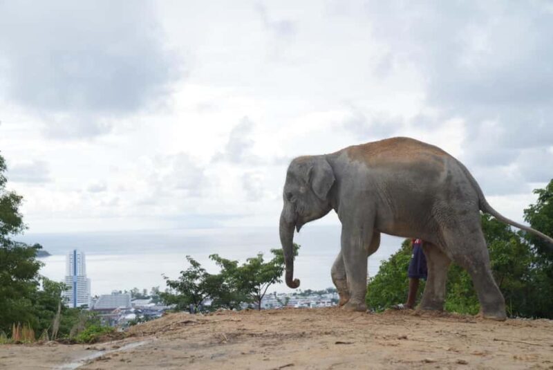 Phuket: Eco Guided Tour at Elephant Sanctuary - The Value Proposition