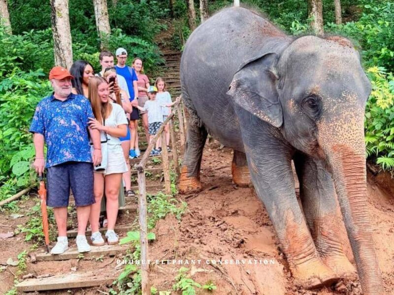 Phuket Elephant Conservation: Half-Day I Cooking Class I DIY - Key Points