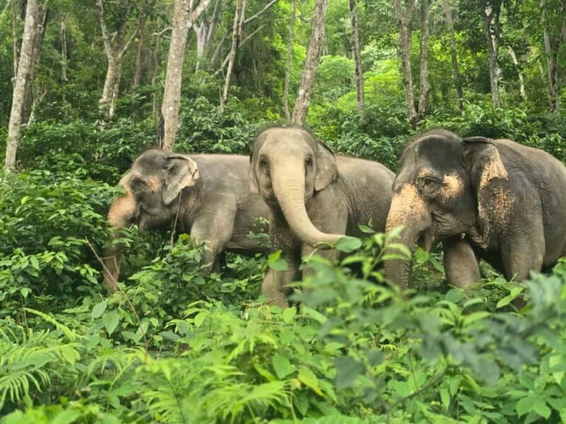 Phuket Elephant Conservation: Half-Day I Cooking Class I DIY - An In-Depth Look at the Experience