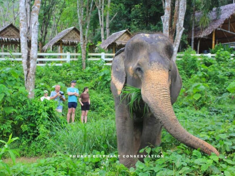 Phuket Elephant Conservation: Half-Day I Cooking Class I DIY - Frequently Asked Questions