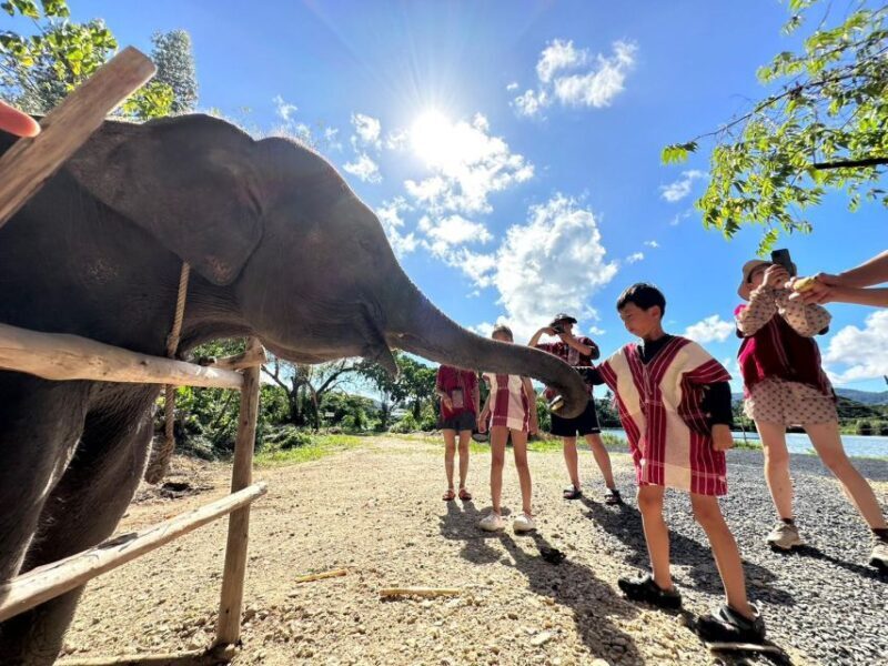 Phuket: Elephant Experience with Lunch or Dinner and Pickup - Introduction: A Truly Responsible Elephant Experience Near Phuket