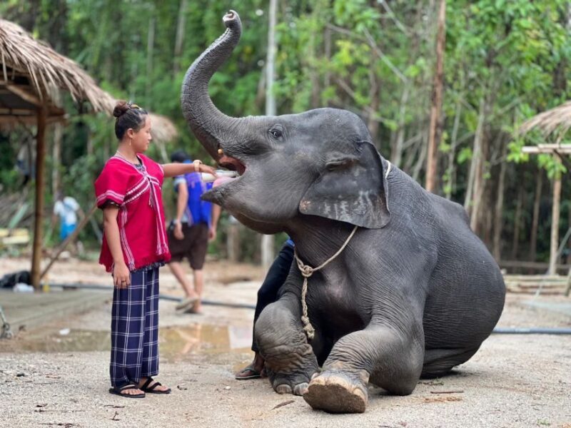 Phuket: Elephant Experience with Lunch or Dinner and Pickup - Who Will Love This Tour?