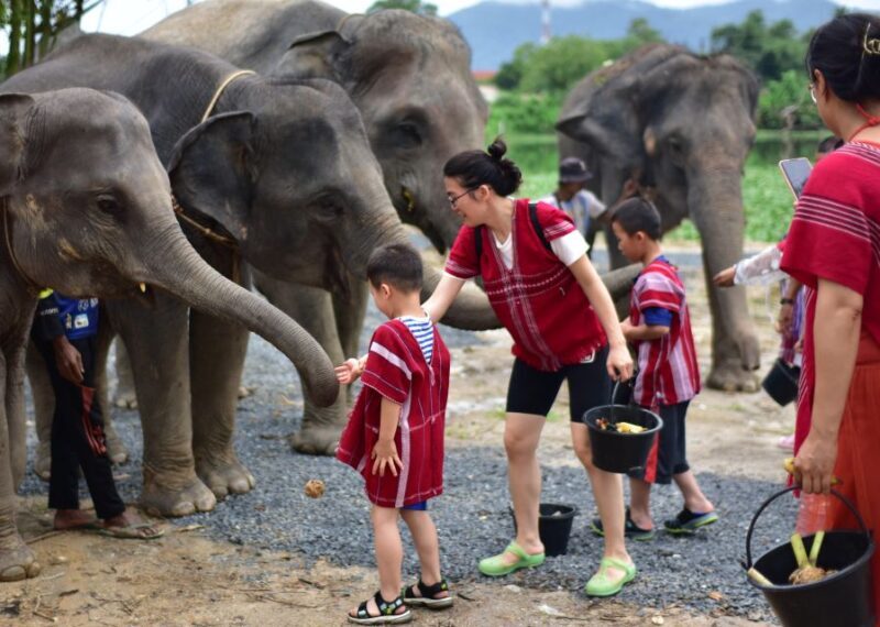 Phuket: Elephant Experience with Lunch or Dinner and Pickup - The Sum Up: A Meaningful Day for Animal and Culture Enthusiasts