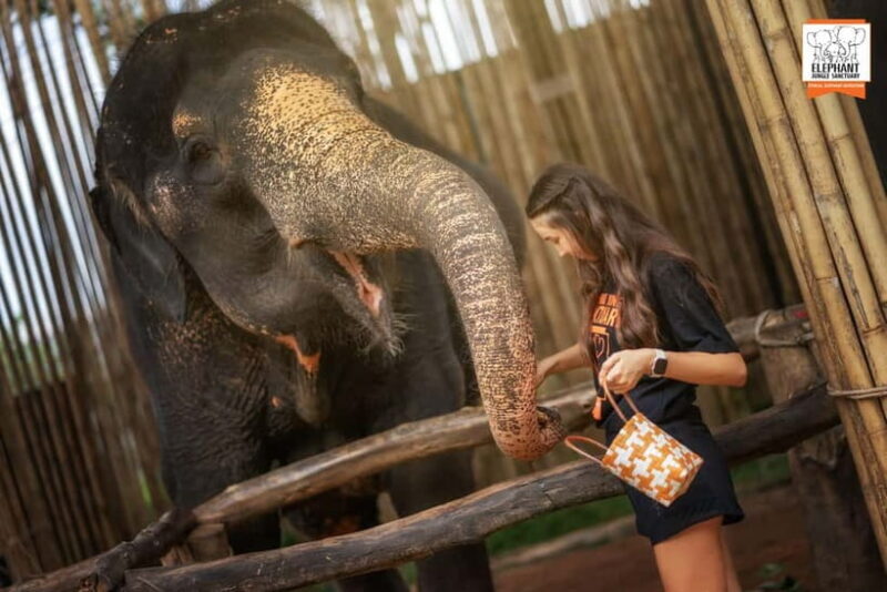 Phuket: Elephant Jungle Sanctuary Ethical Feeding Experience - Who Is This Tour For?
