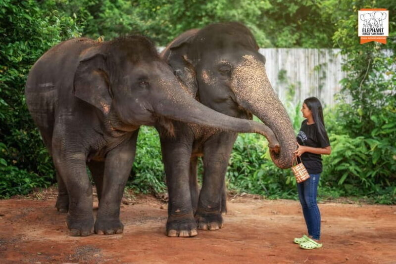Phuket: Elephant Jungle Sanctuary Ethical Feeding Experience - The Sum Up