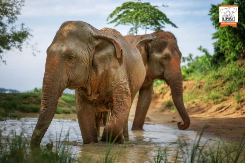Phuket: Elephant Jungle Sanctuary 'Watch Me' Experience - The Value for Your Money