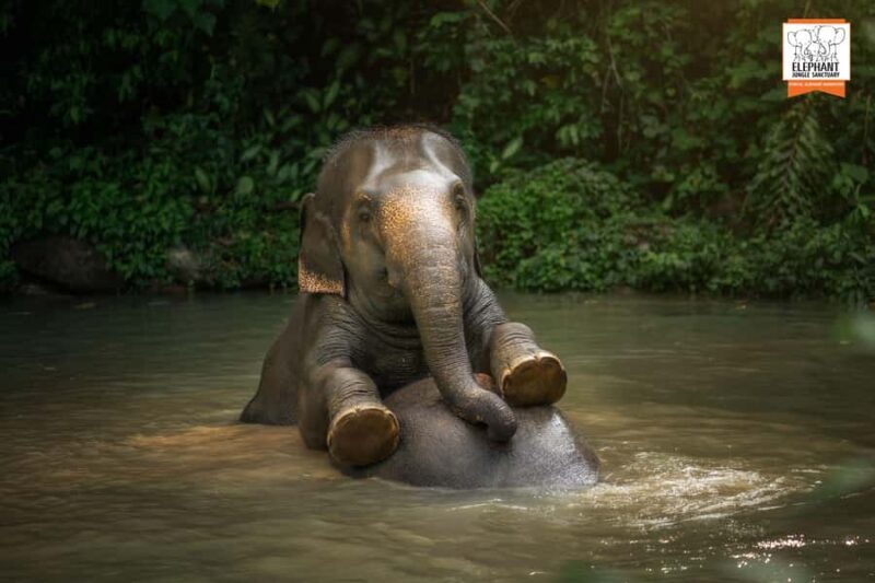 Phuket: Elephant Jungle Sanctuary 'Watch Me' Experience - The Sum Up