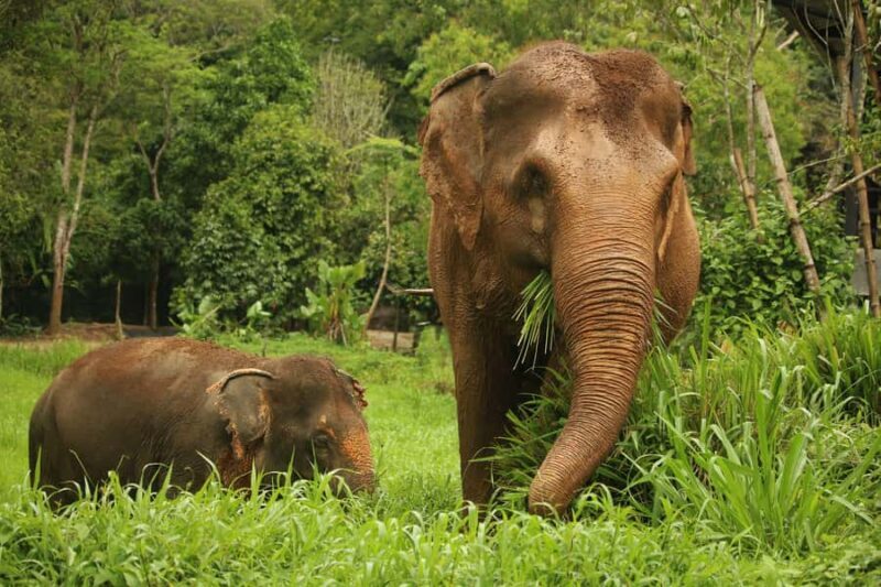 Phuket Elephant Nature Reserve: 90-Minute Elephant Adventure - Key Points