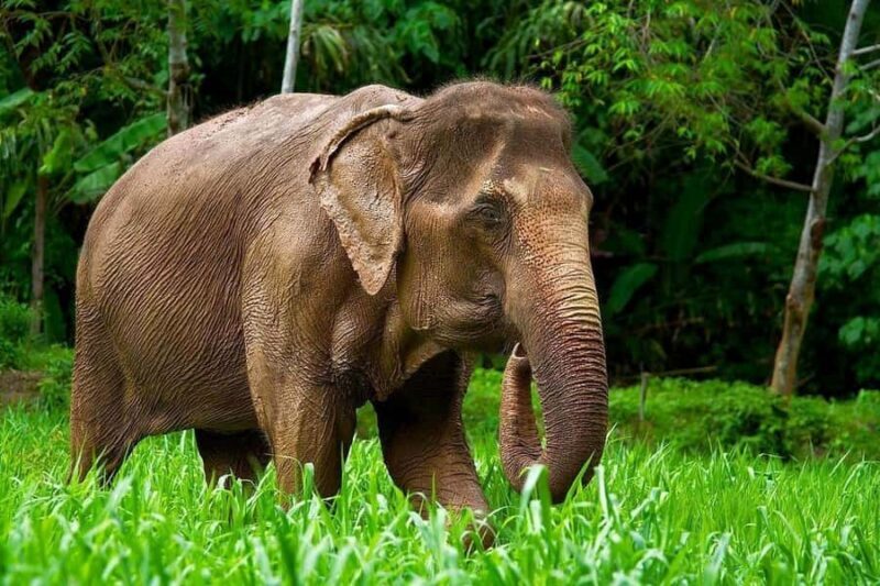 Phuket Elephant Nature Reserve: 90-Minute Elephant Adventure - The Experience in Detail